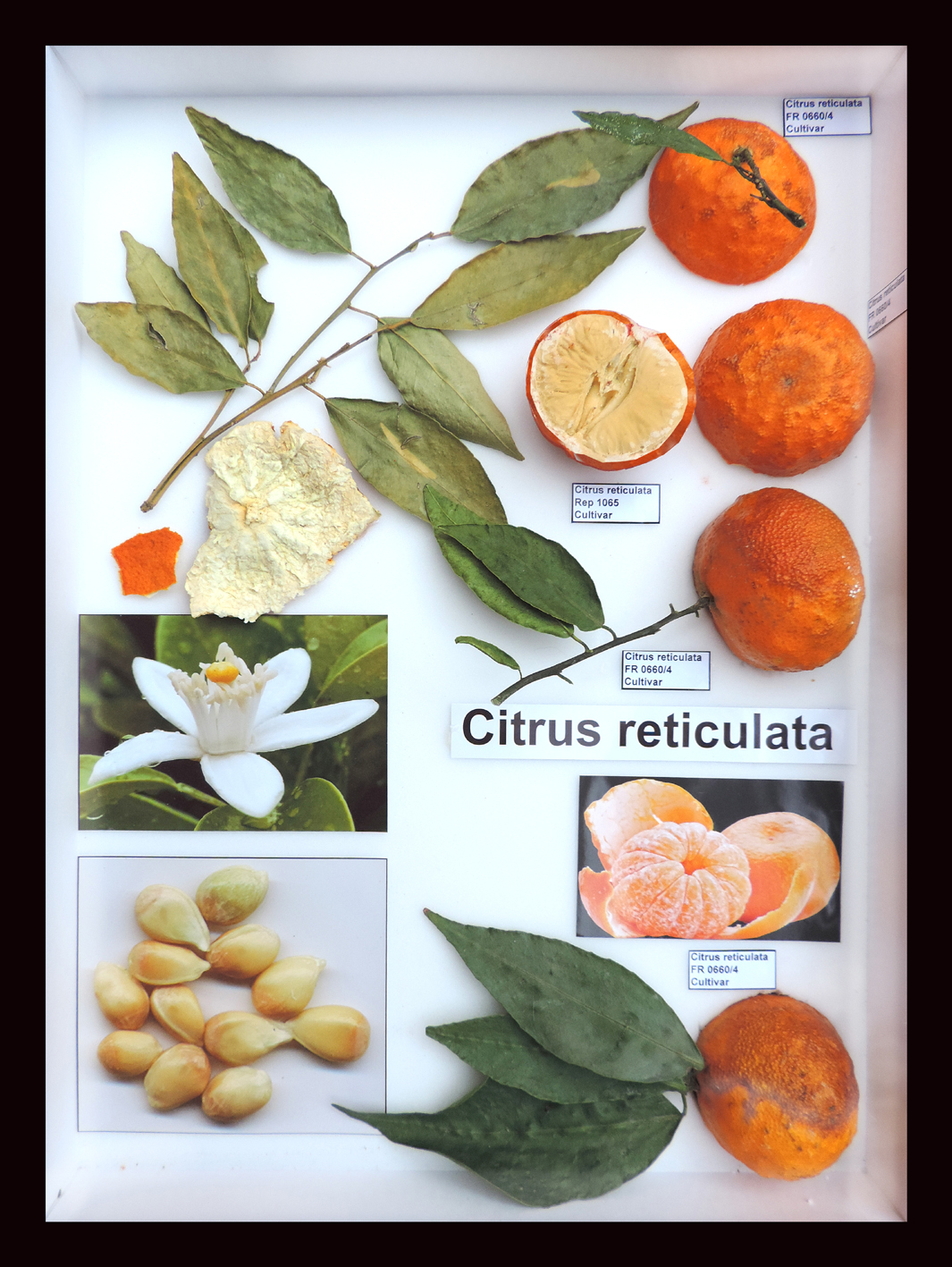Citrus reticulata
